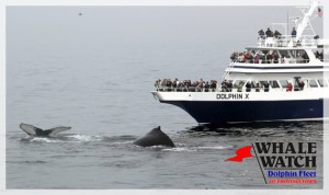 Schedule | Dolphin Fleet Whale Watch