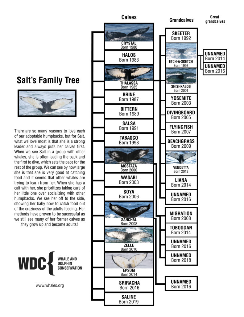 Research & Education | Dolphin Fleet Whale Watch